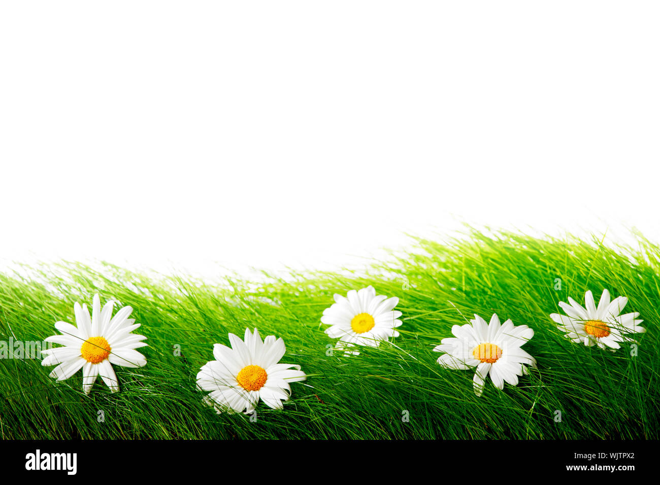 Natural daisies in grass isolated on white background Stock Photo - Alamy