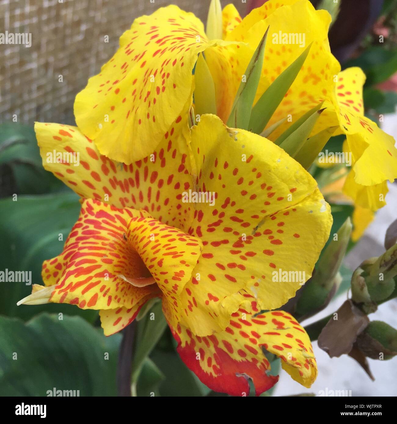 Red spotted lily hi-res stock photography and images - Alamy