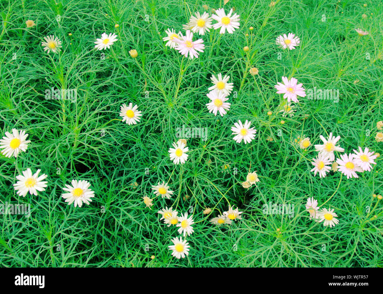 Daisy flowers background with retro filter effect Stock Photo - Alamy