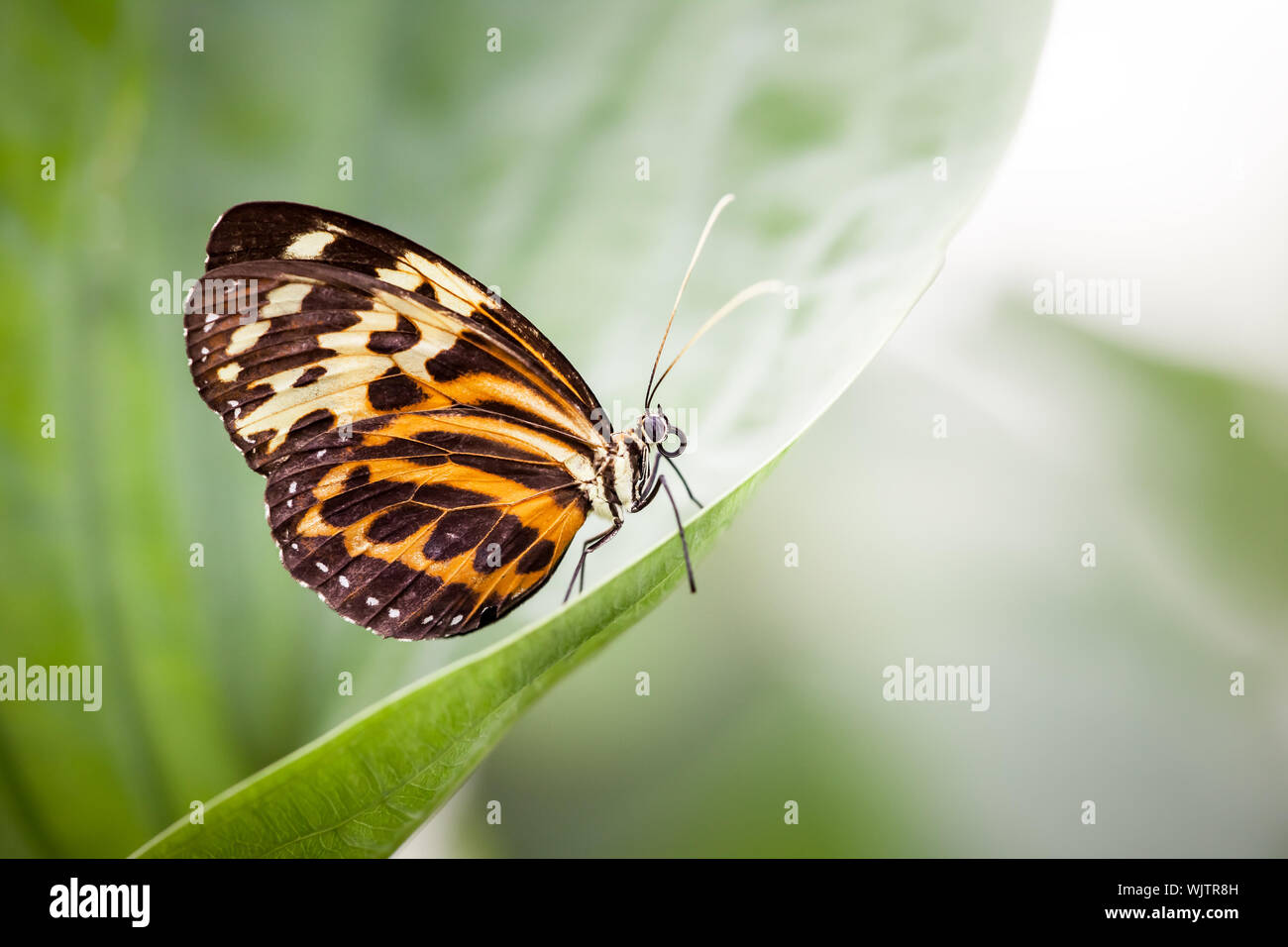 An image of a nice nymphalidae butterfly Stock Photo - Alamy