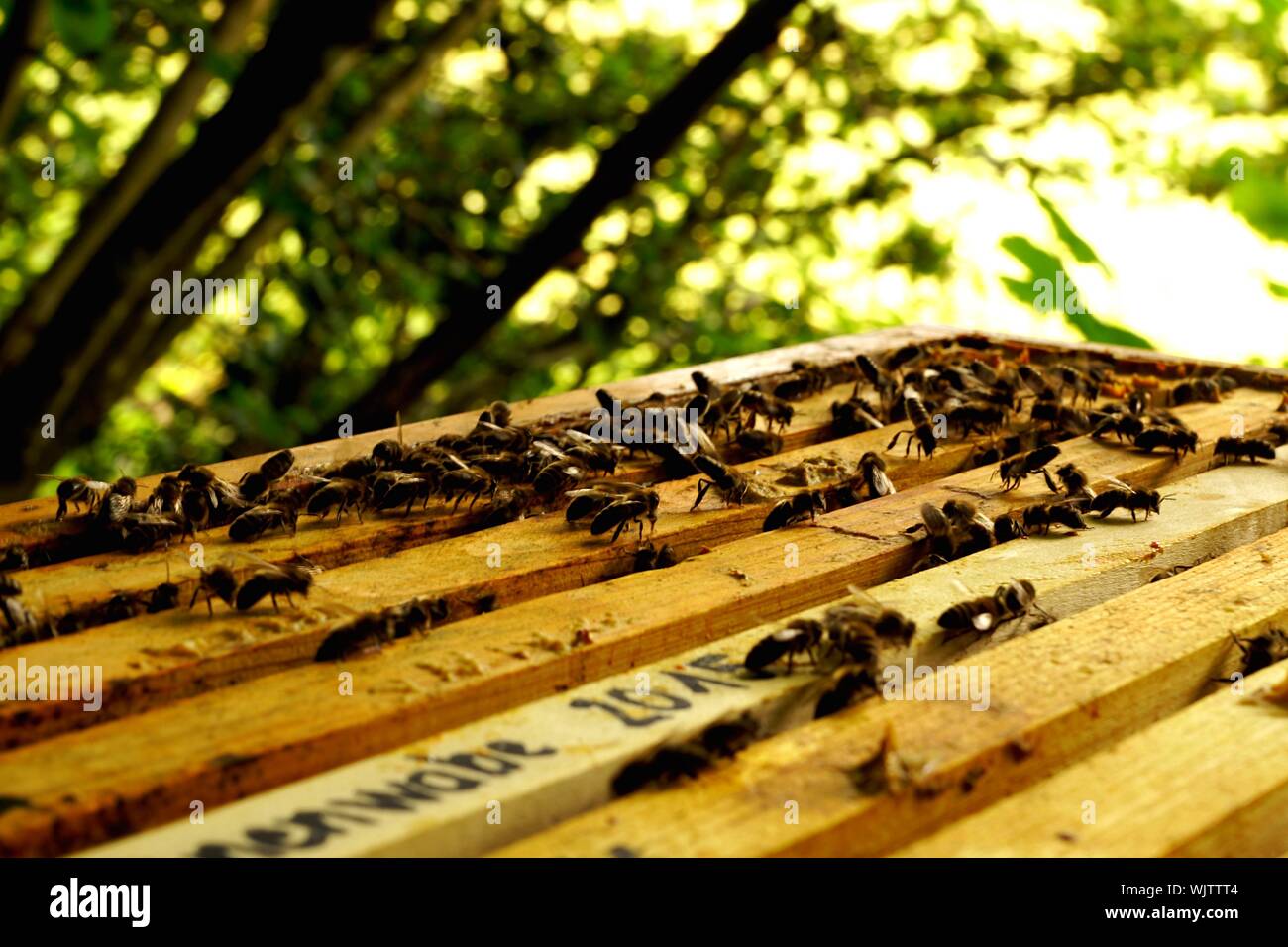 Beehive forest hi-res stock photography and images - Alamy
