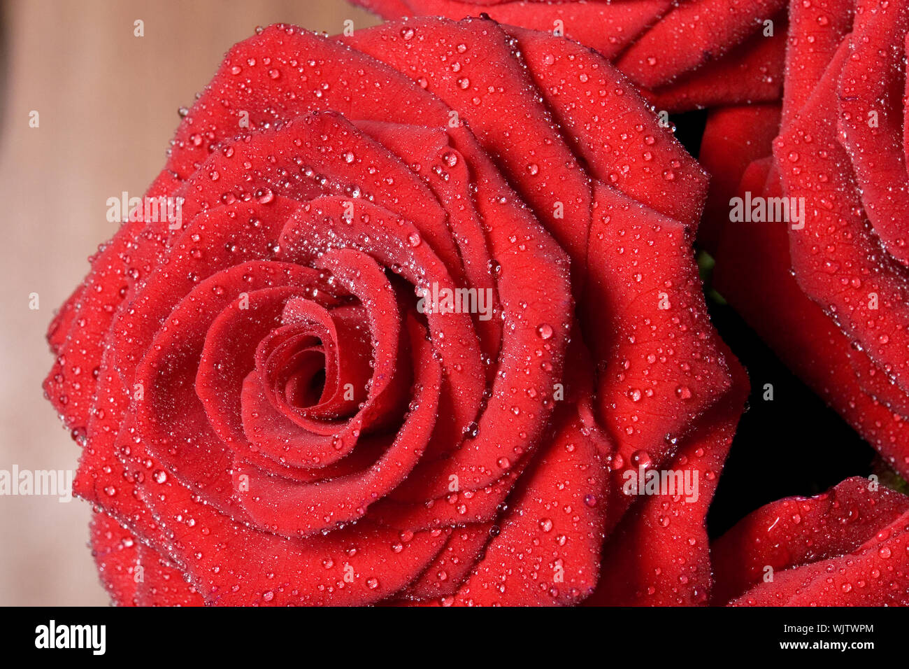 bunch of red roses with drops from rain Stock Photo - Alamy