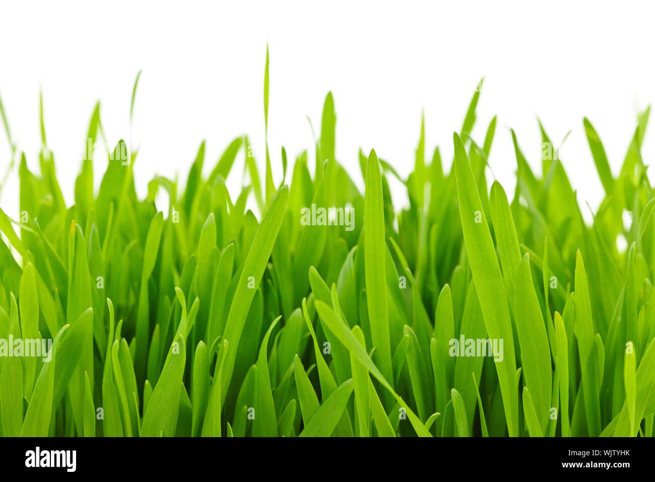 Closeup of green tall grass blades on white background Stock Photo - Alamy