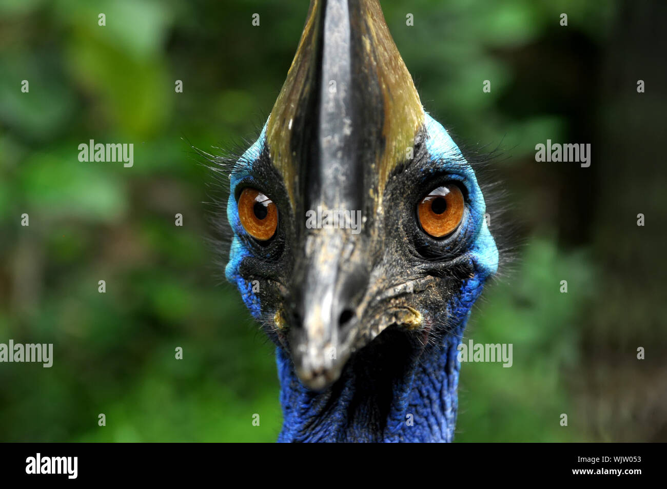 Cassowary Eye High Resolution Stock Photography and Images - Alamy