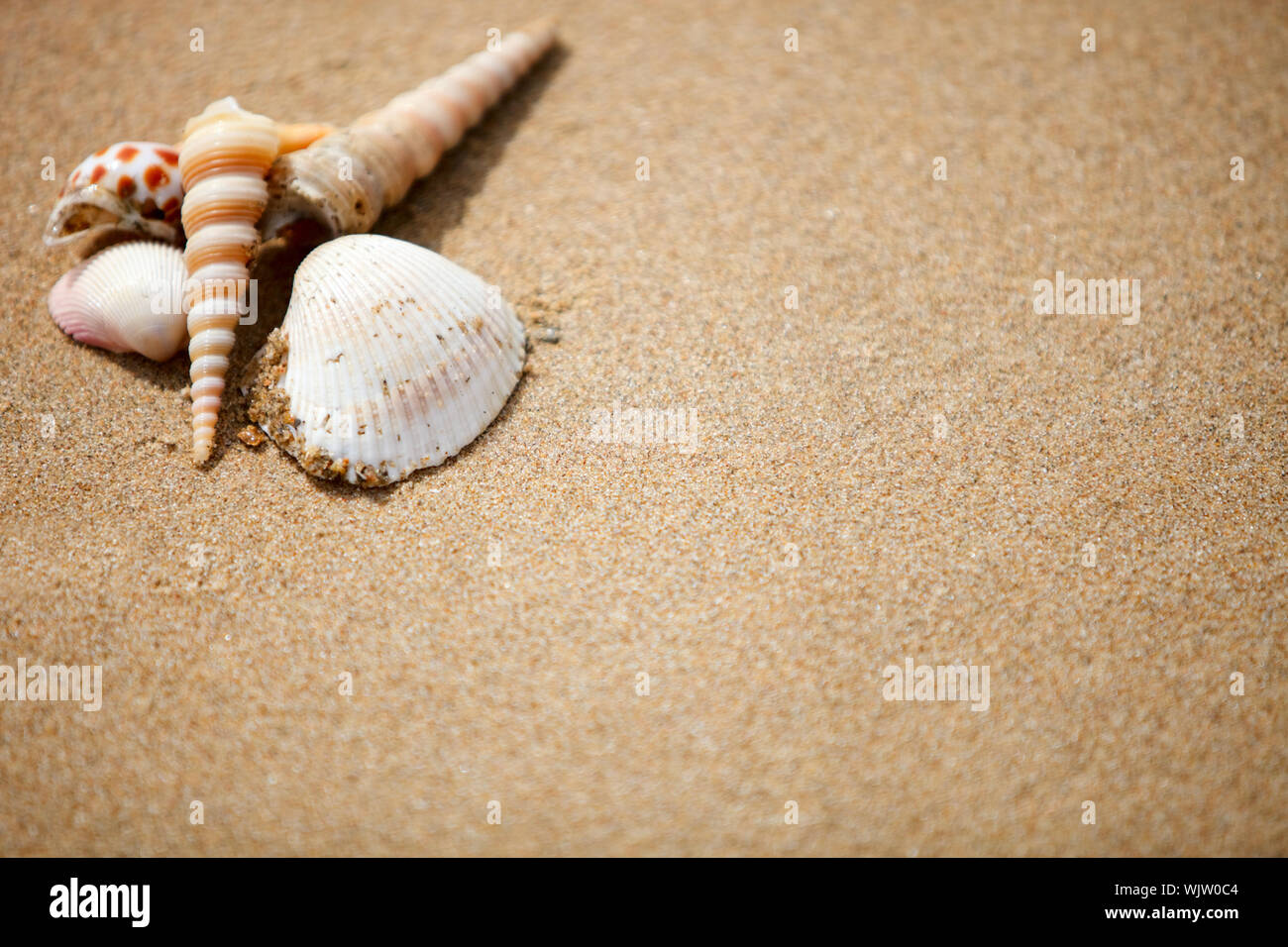 Assortment of beautiful shells on tropical beach Stock Photo - Alamy