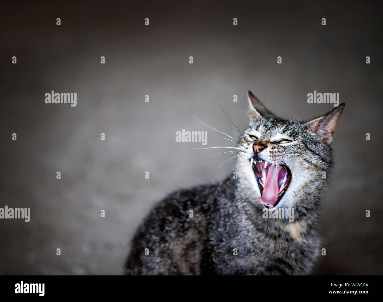 Cats mouth wide open hi-res stock photography and images - Alamy