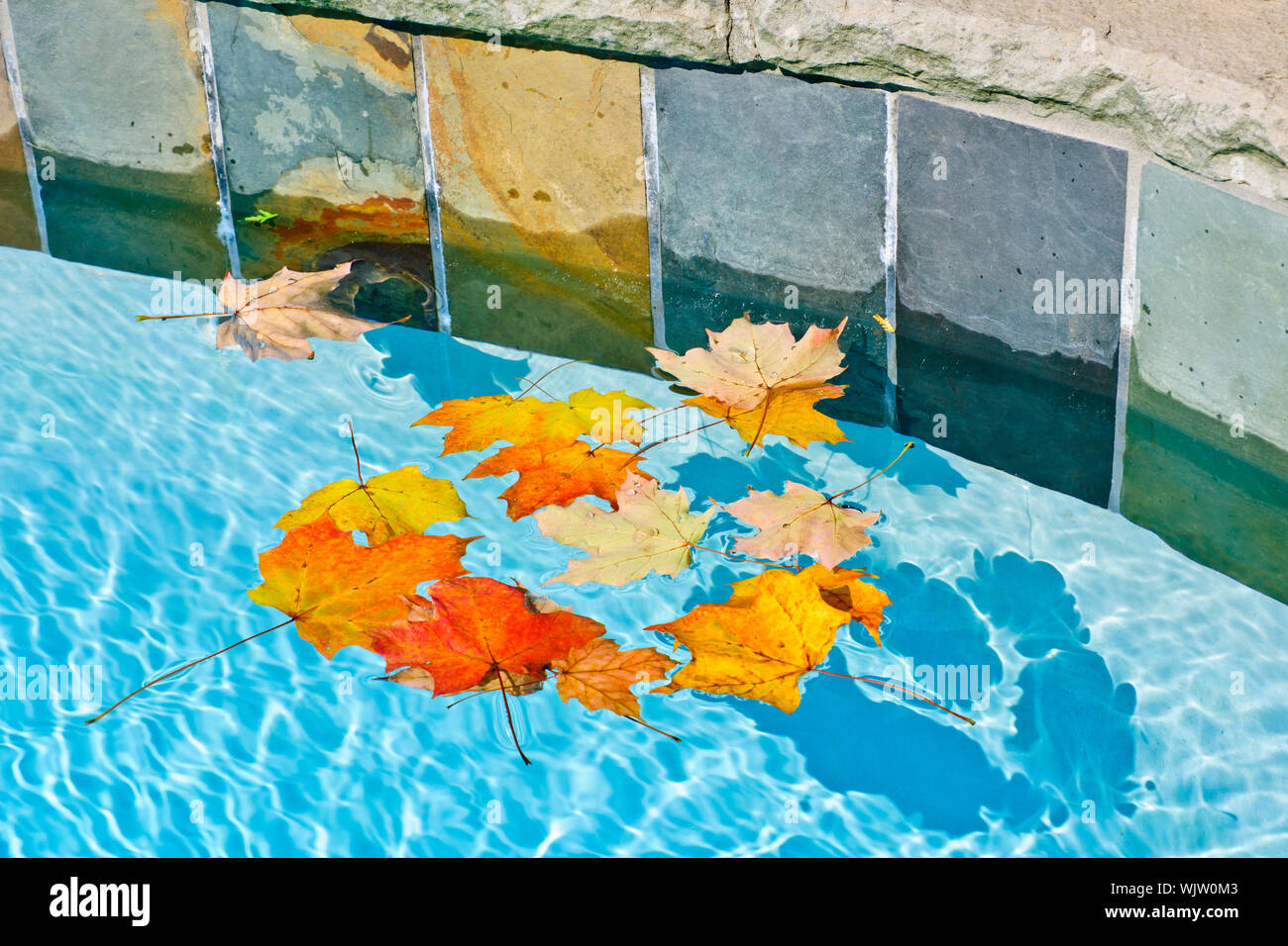 Fall leaves floating in swimming pool water Stock Photo - Alamy