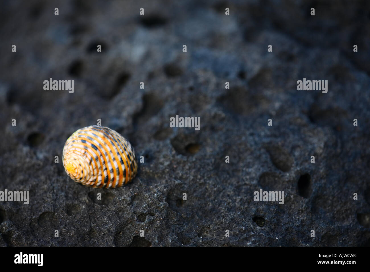 Small nautilus shell with ocean hi-res stock photography and images - Alamy