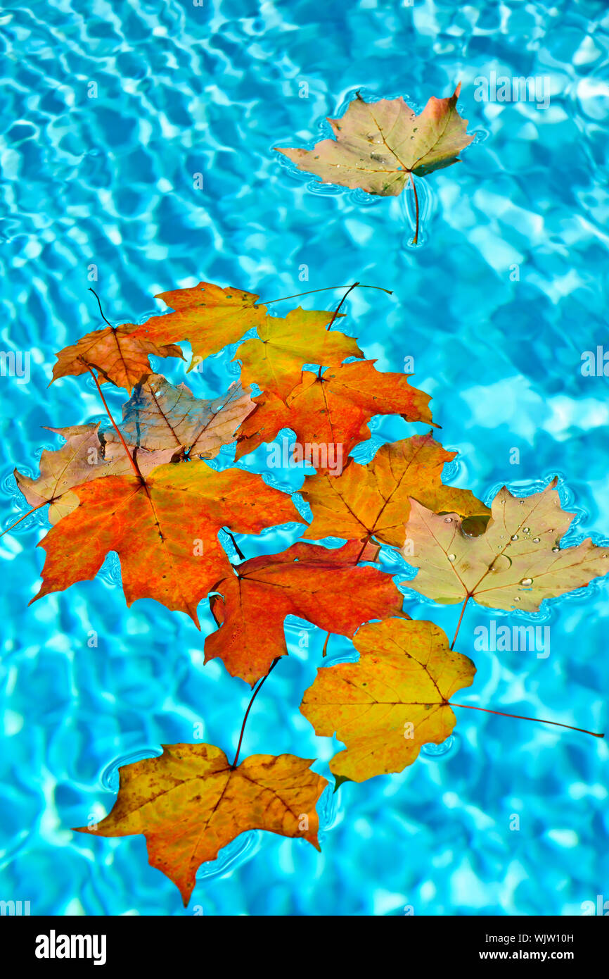 Fall leaves floating in swimming pool water Stock Photo - Alamy
