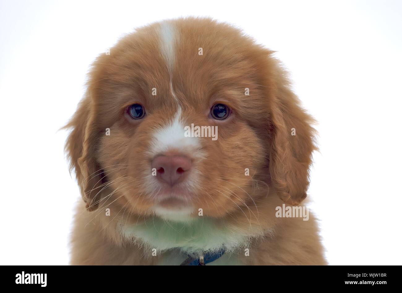 Nova Scotia Duck Toller puppy isolated on white Stock Photo - Alamy