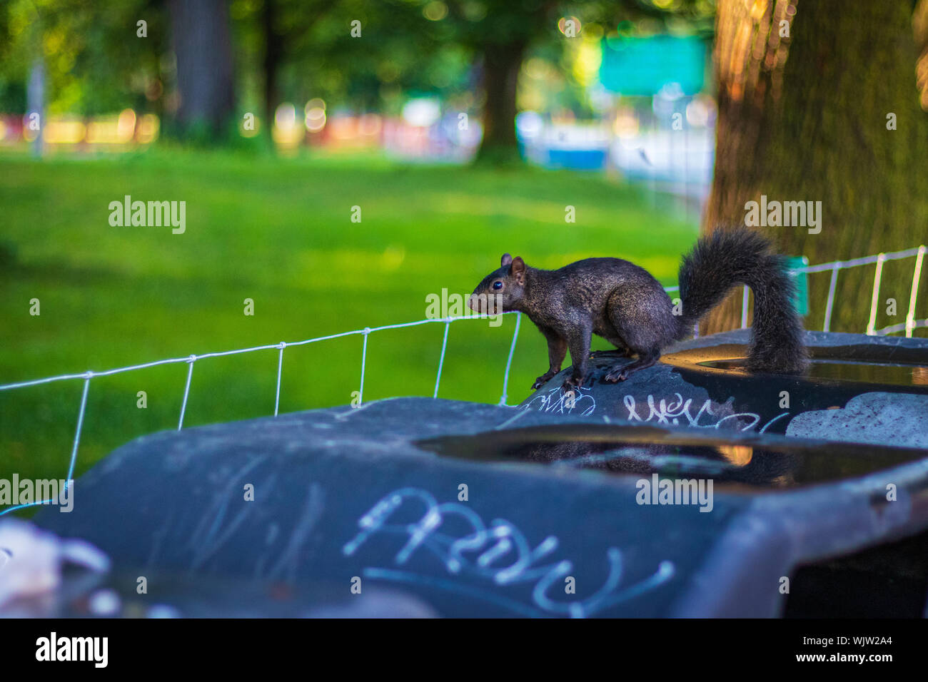 Squirrel sitting on top of trash bins with a puddle reflection at Queen ...
