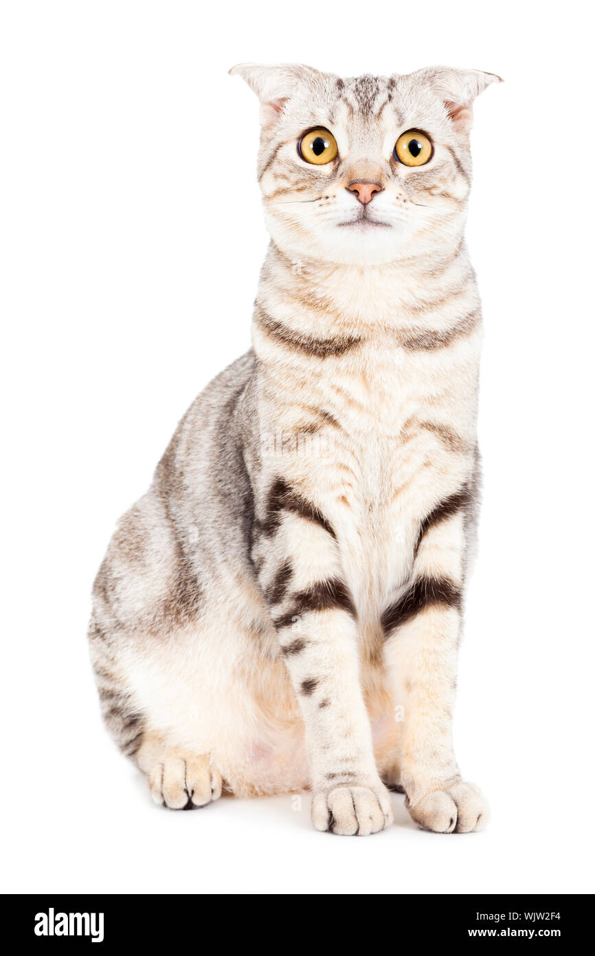 Cat isolated over white background Stock Photo - Alamy
