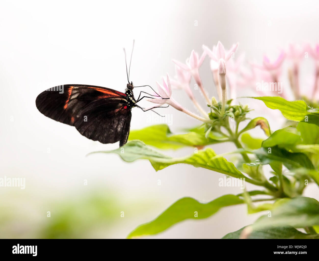 An image of a nice nymphalidae butterfly Stock Photo - Alamy