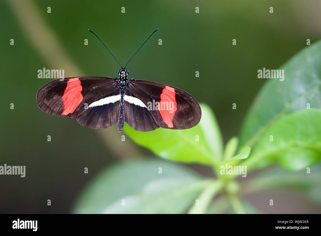 An image of a nice nymphalidae butterfly Stock Photo - Alamy