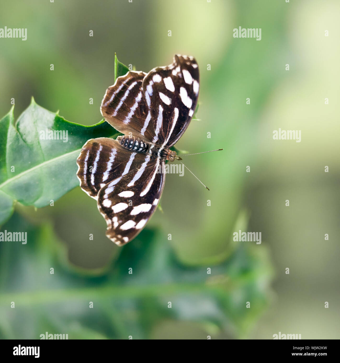 An image of a nice nymphalidae butterfly Stock Photo - Alamy