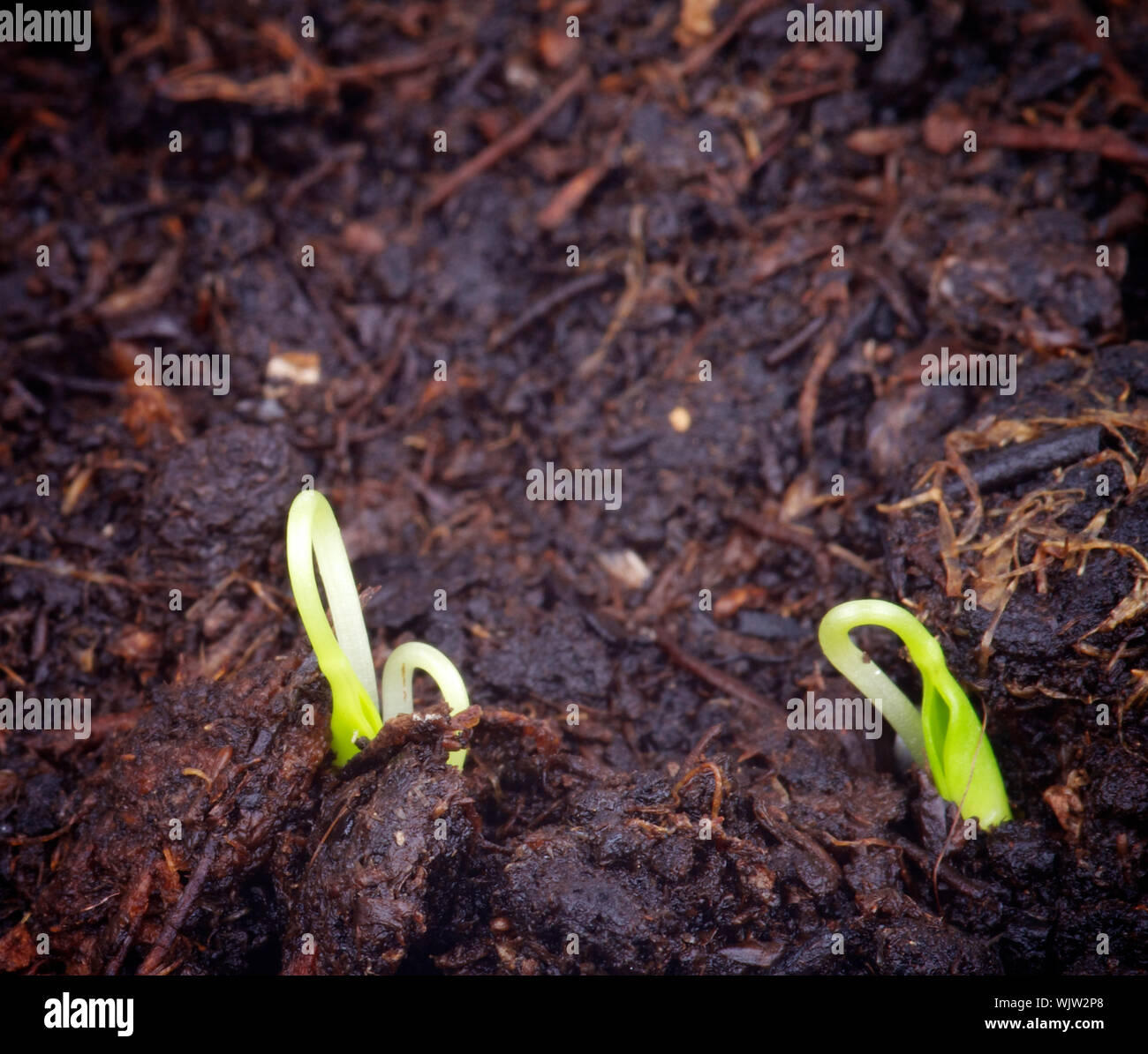 Two Little Growth Green Grass in Cultivated Ground closeup Stock Photo ...