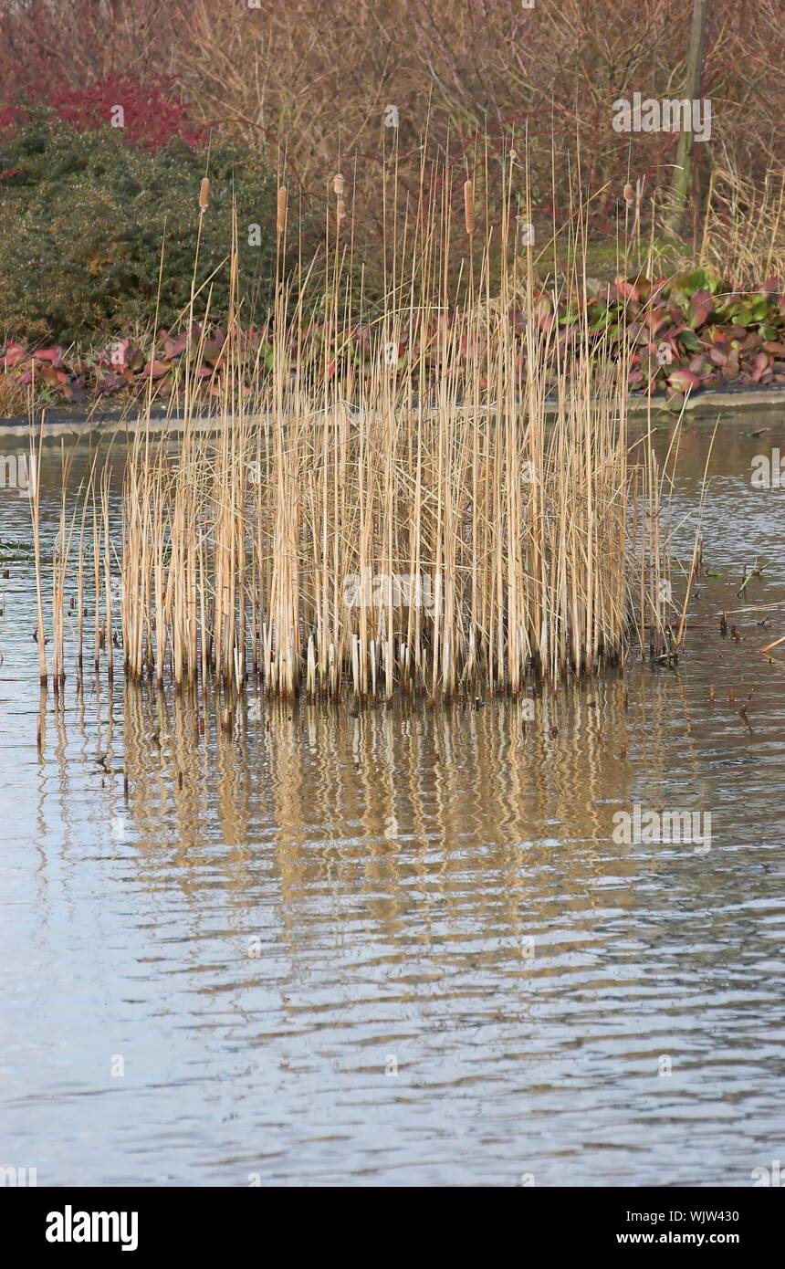 Reed area stalk hi-res stock photography and images - Alamy