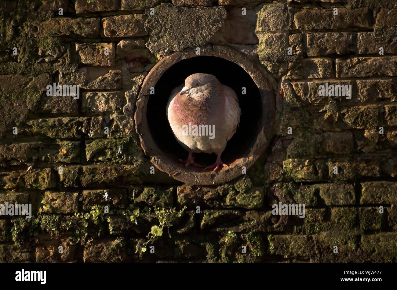 Pigeon hide hi-res stock photography and images - Alamy