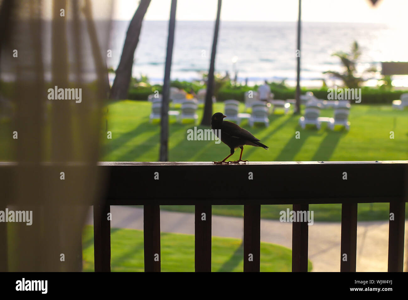 Little bird on the balcony Stock Photo - Alamy