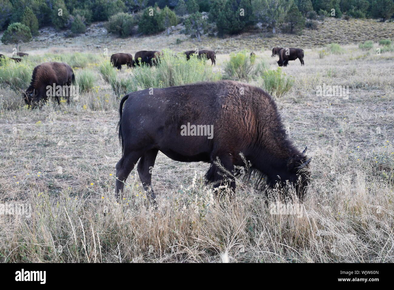 Were Buffalo Rome Stock Photo - Alamy