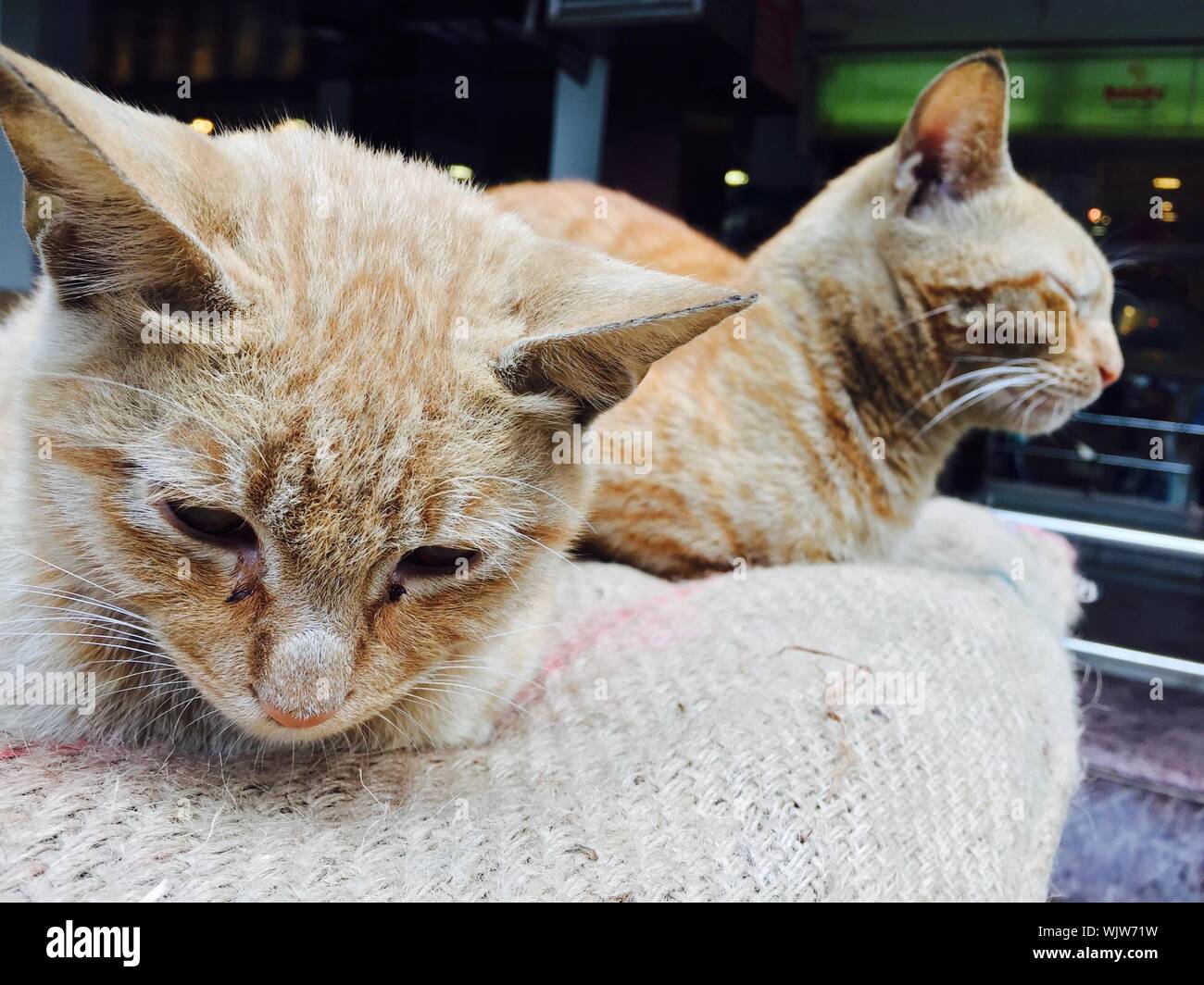 Sitting Sack High Resolution Stock Photography and Images - Alamy