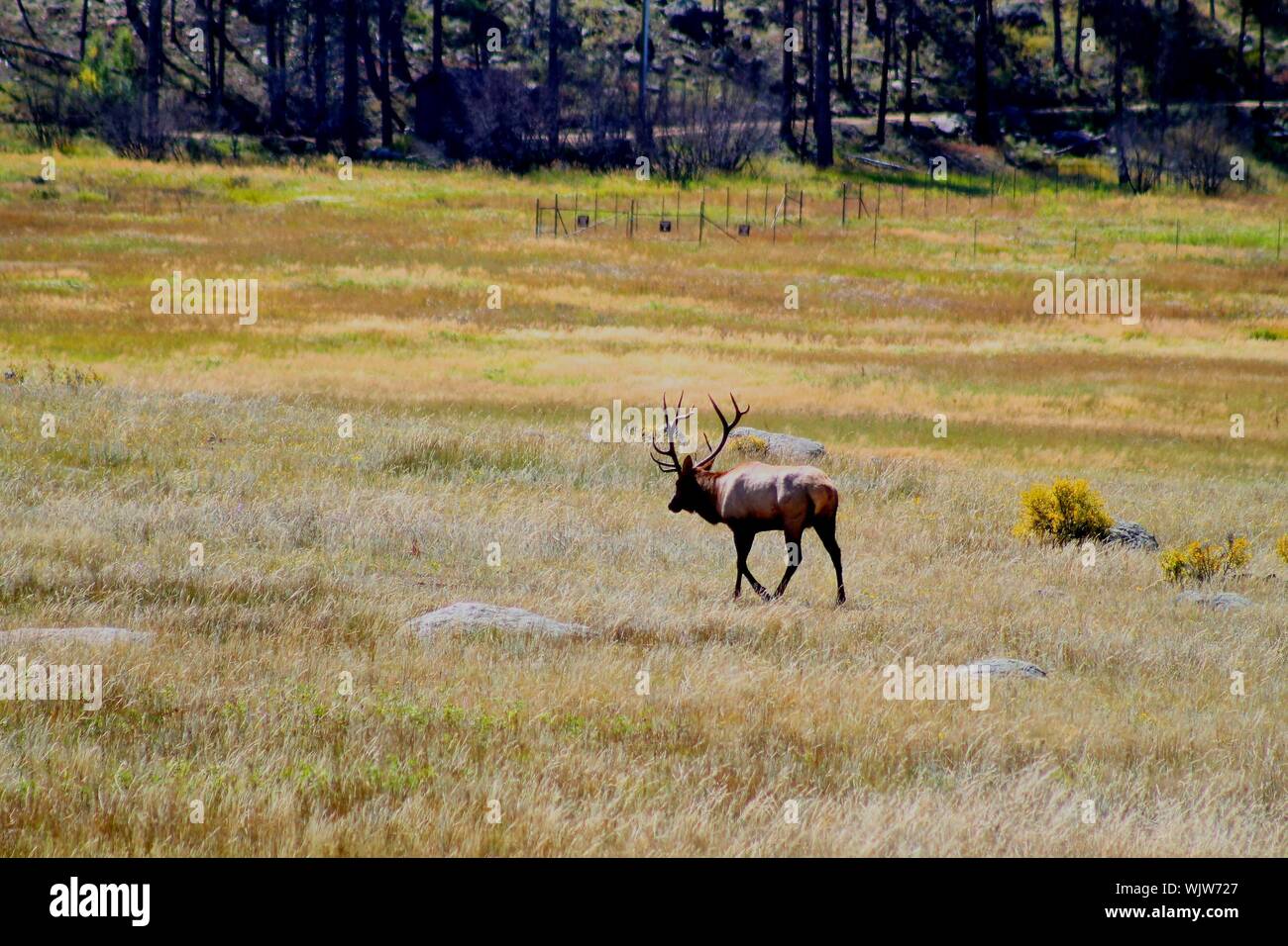 Dear in nature hi-res stock photography and images - Alamy