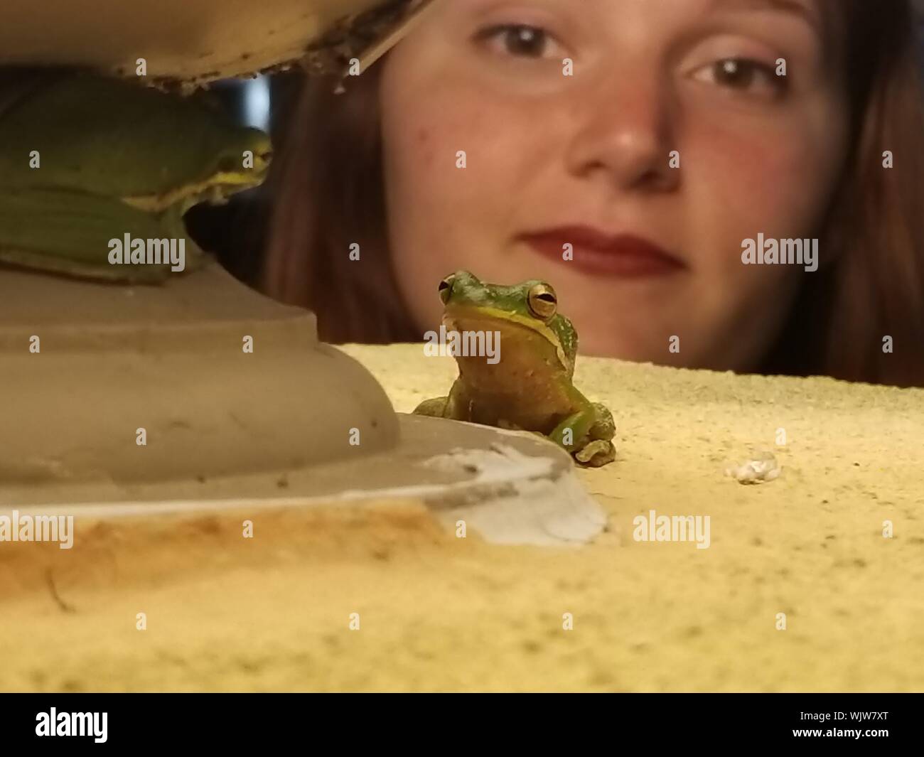 Real frogs hi-res stock photography and images - Alamy