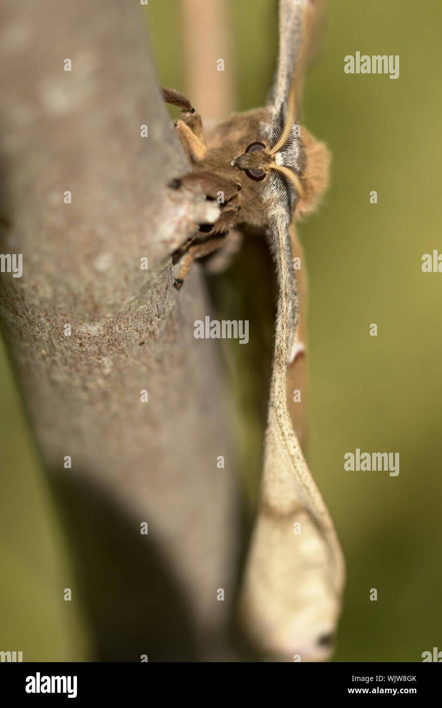 Moth closeup face hi-res stock photography and images - Alamy