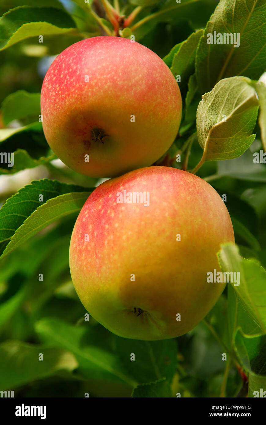 Two big red apples grow hi-res stock photography and images - Alamy