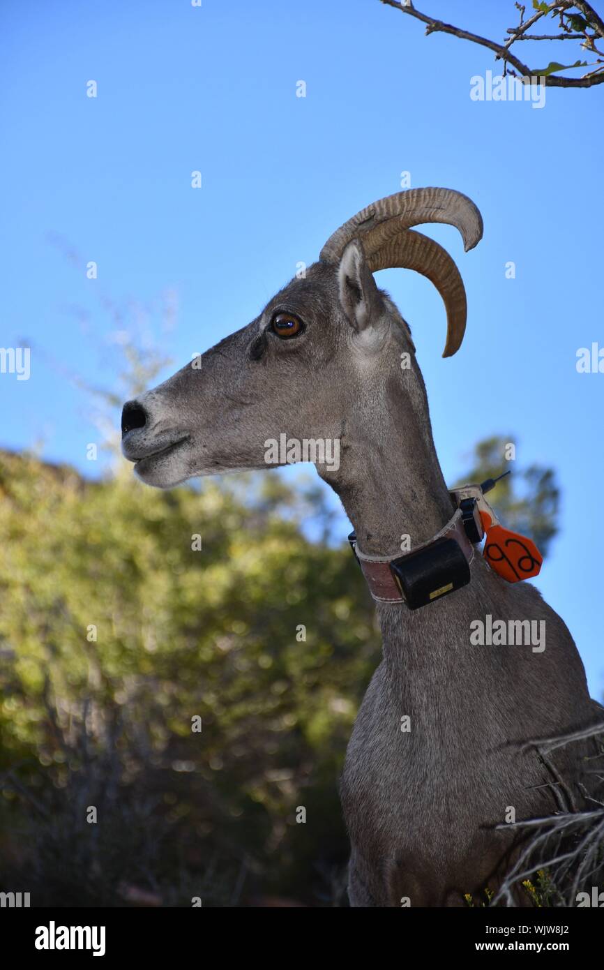 Chow time in Zion National Park Stock Photo - Alamy