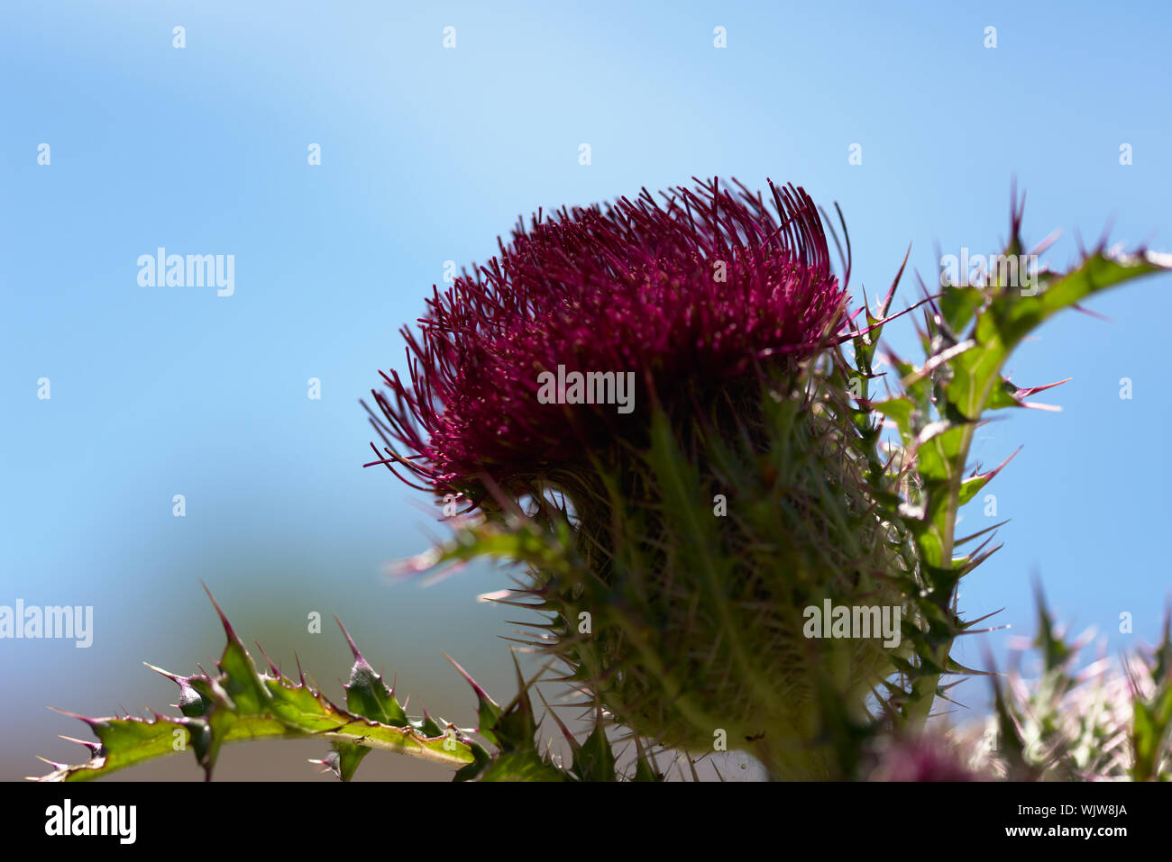 Thistle bloom hi-res stock photography and images - Alamy