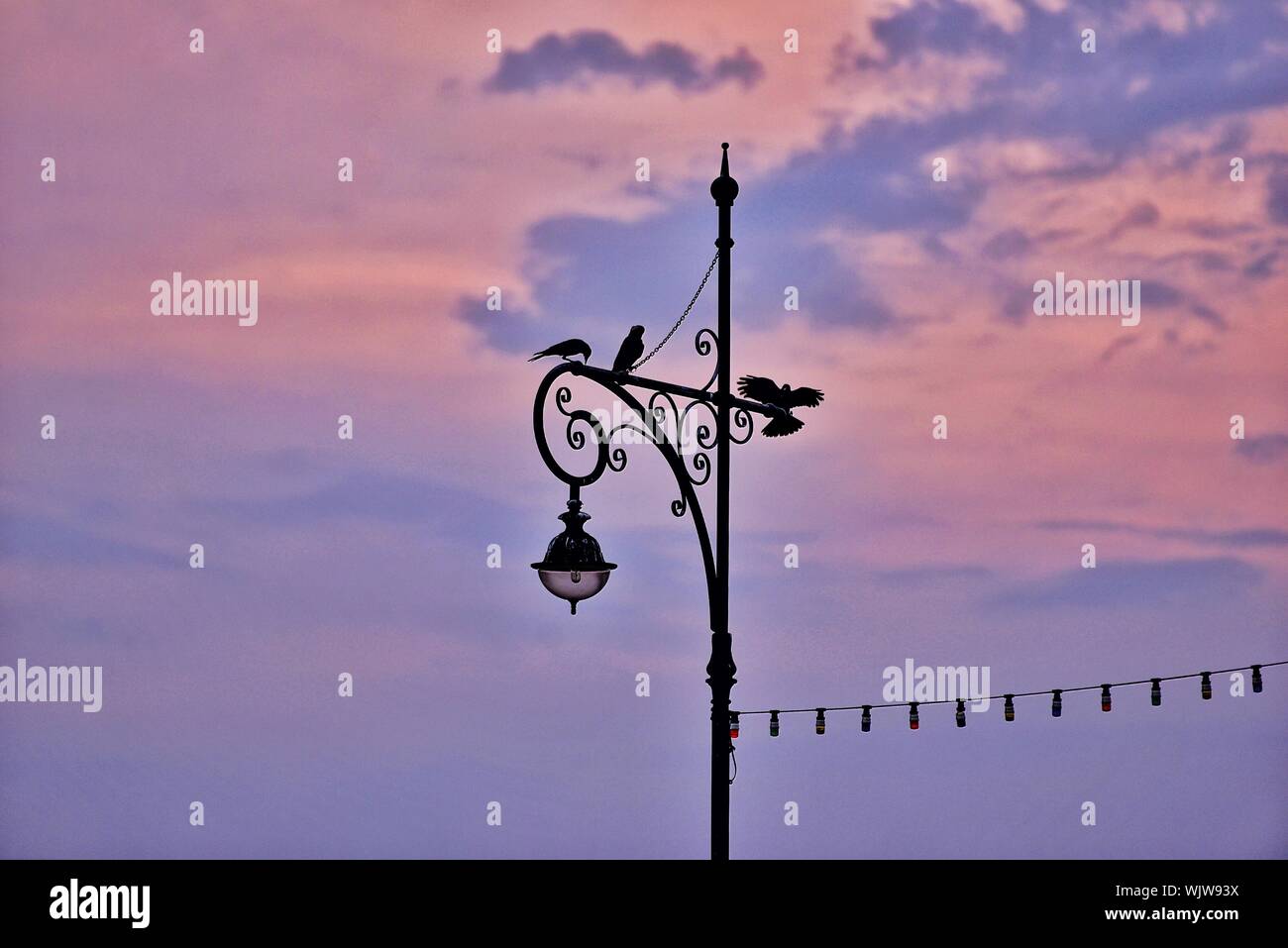 Three crows hi-res stock photography and images - Alamy
