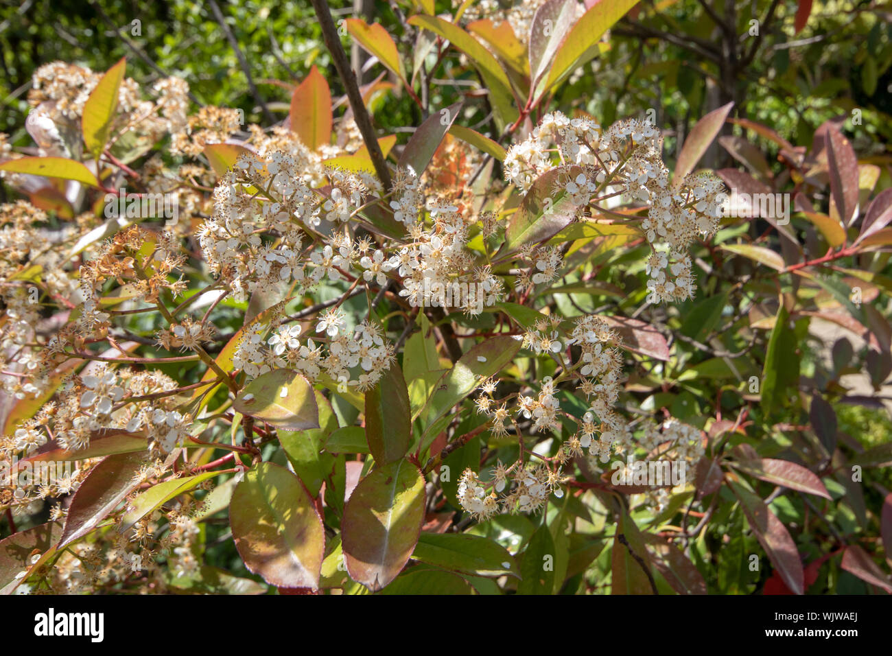 white flowers of scarlet firethorn tree Stock Photo - Alamy