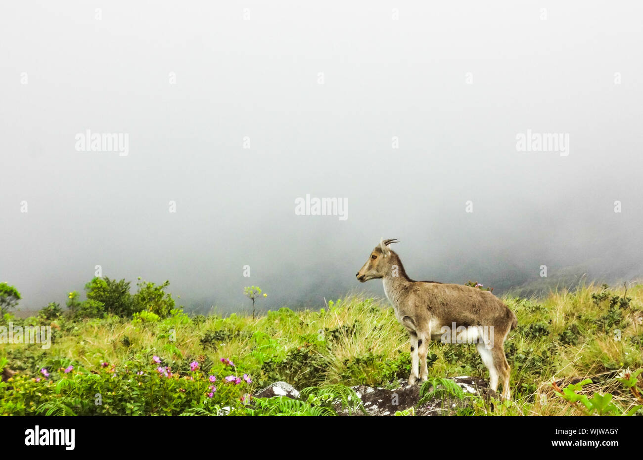 Weather goat hi-res stock photography and images - Alamy
