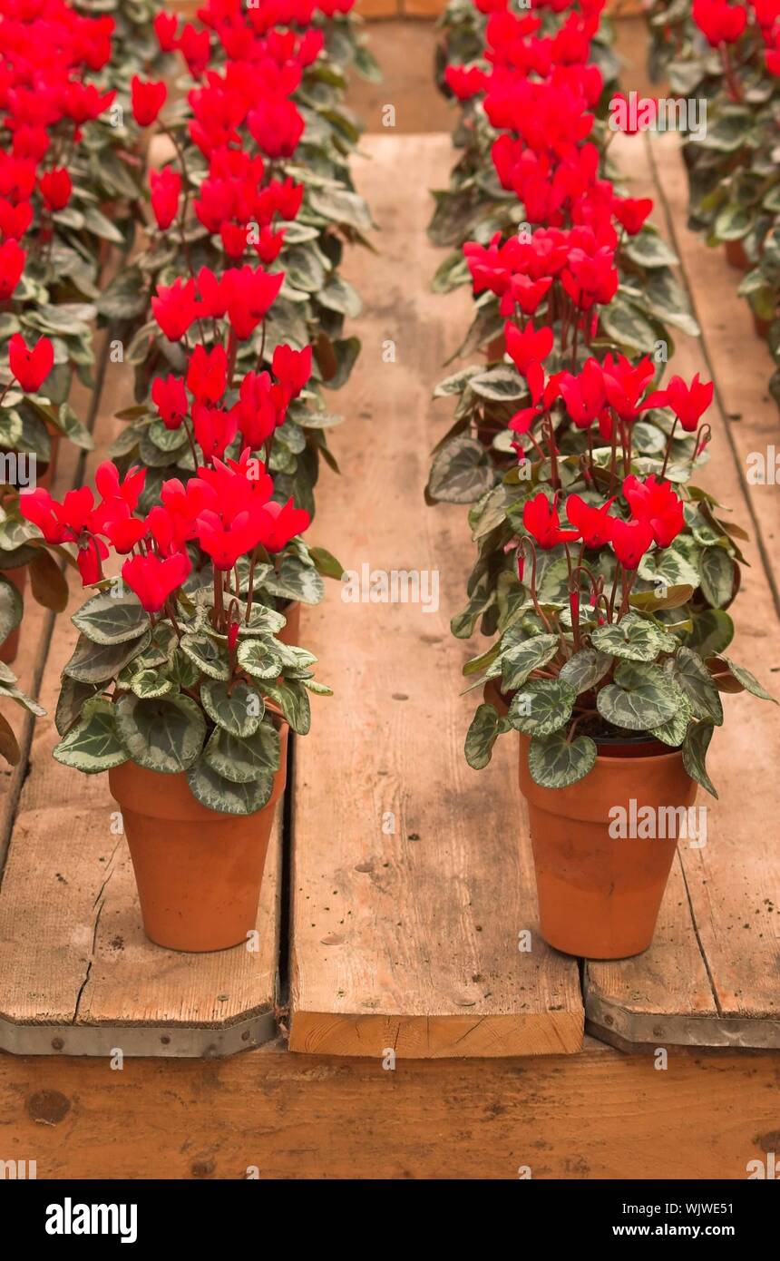 Violets flower trade hi-res stock photography and images - Alamy