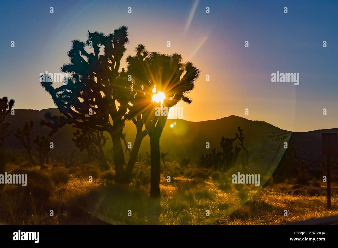Sun Shining Through Tree During Sunset Stock Photo - Alamy