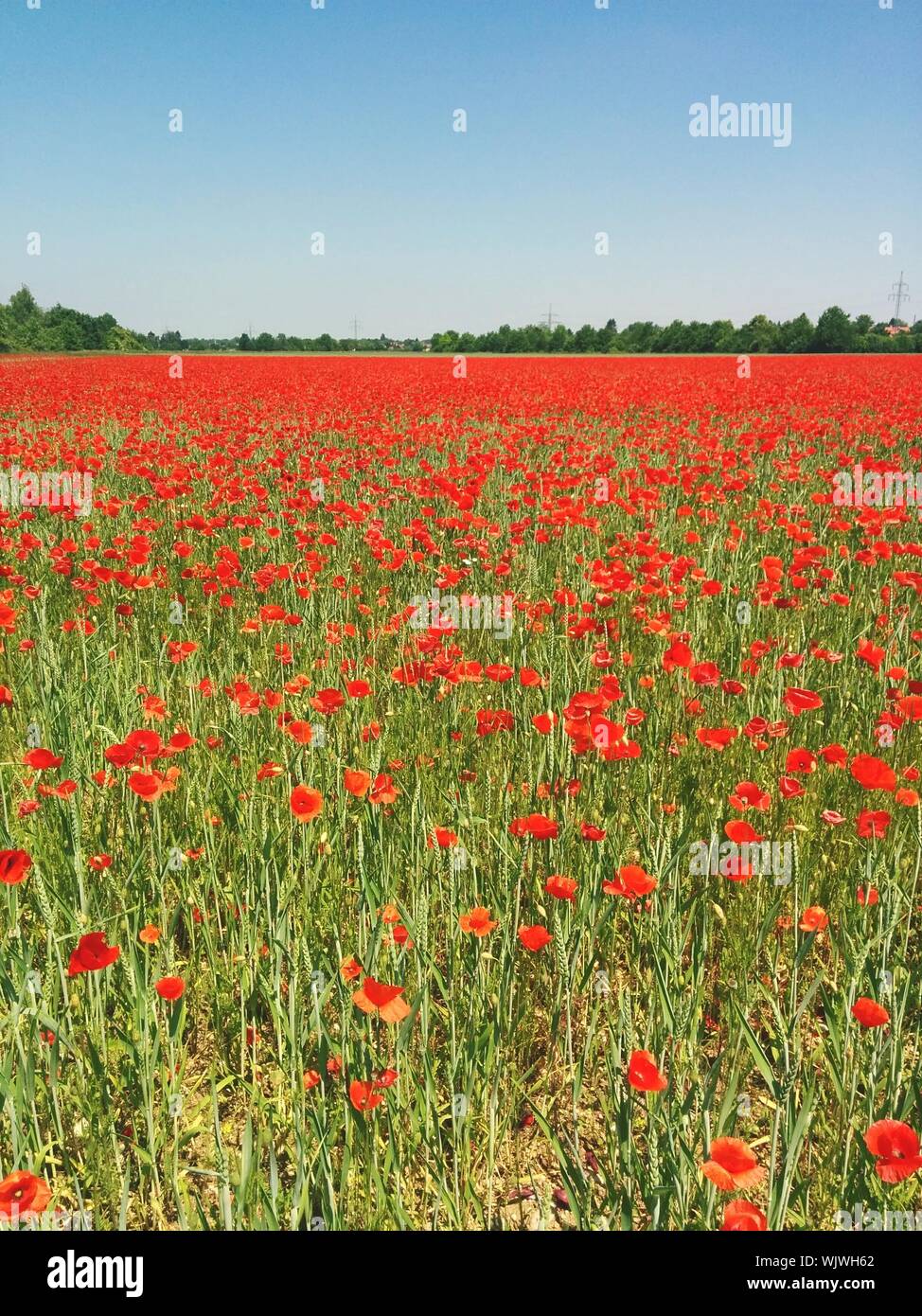 Poppy fields hi-res stock photography and images - Alamy