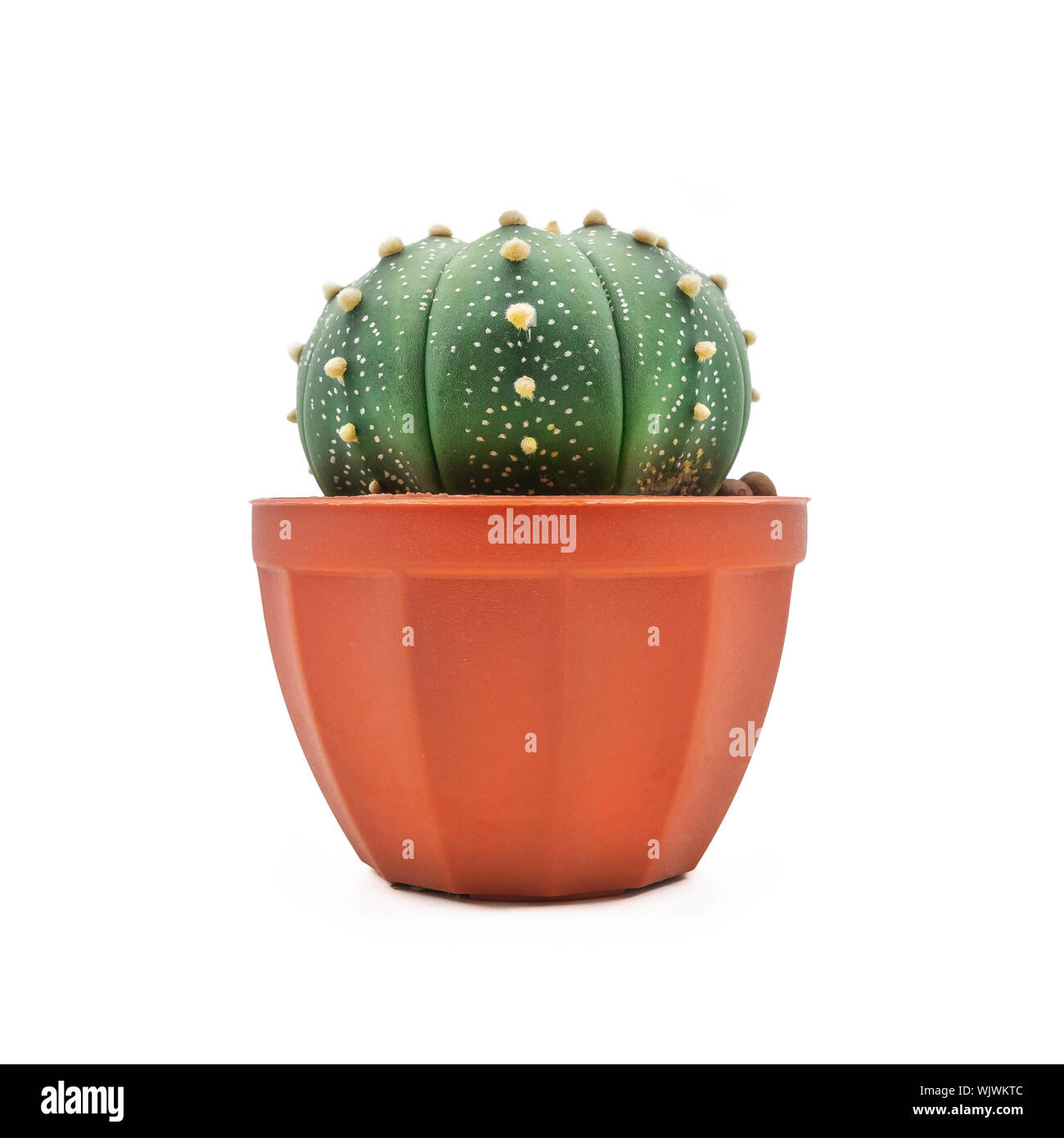 Star cacti Cut Out Stock Images & Pictures - Alamy