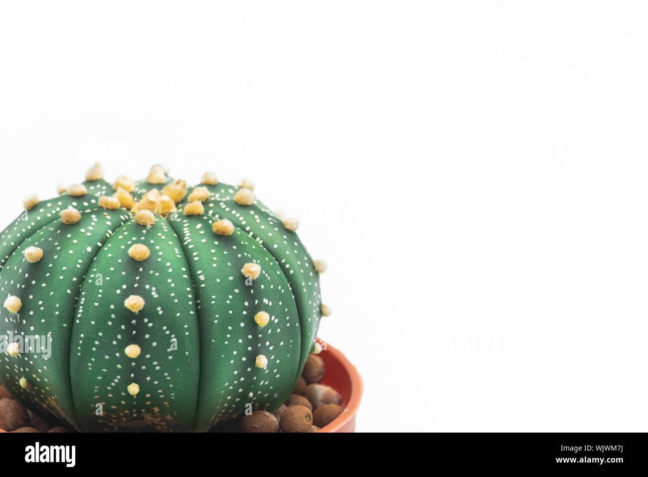 Star cactus hi-res stock photography and images - Alamy