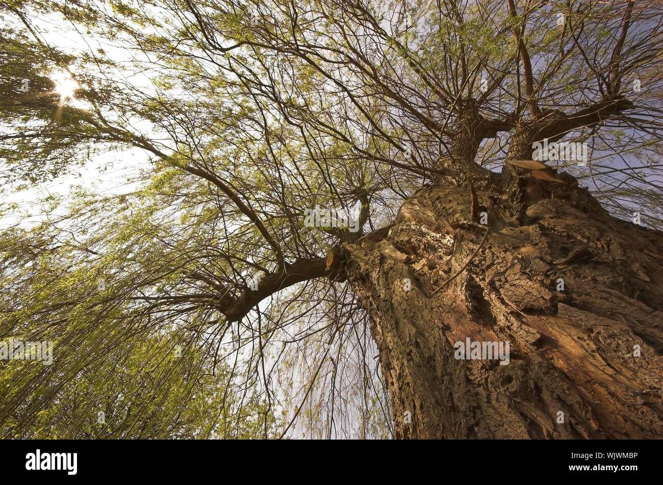 Willow tree shot from beneath, showing one side of the trunk Stock ...