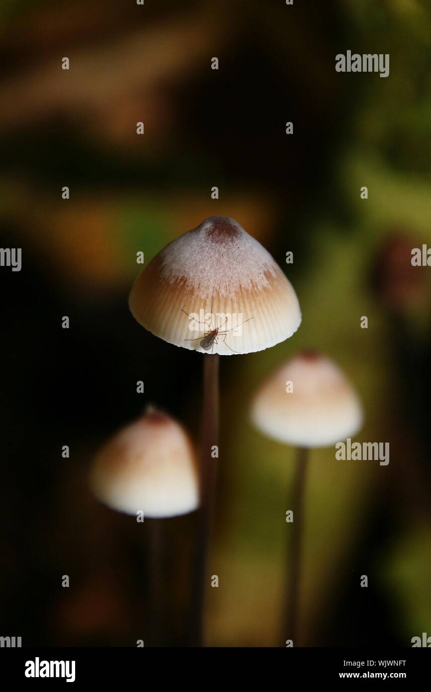 Insect mushroom hi-res stock photography and images - Alamy