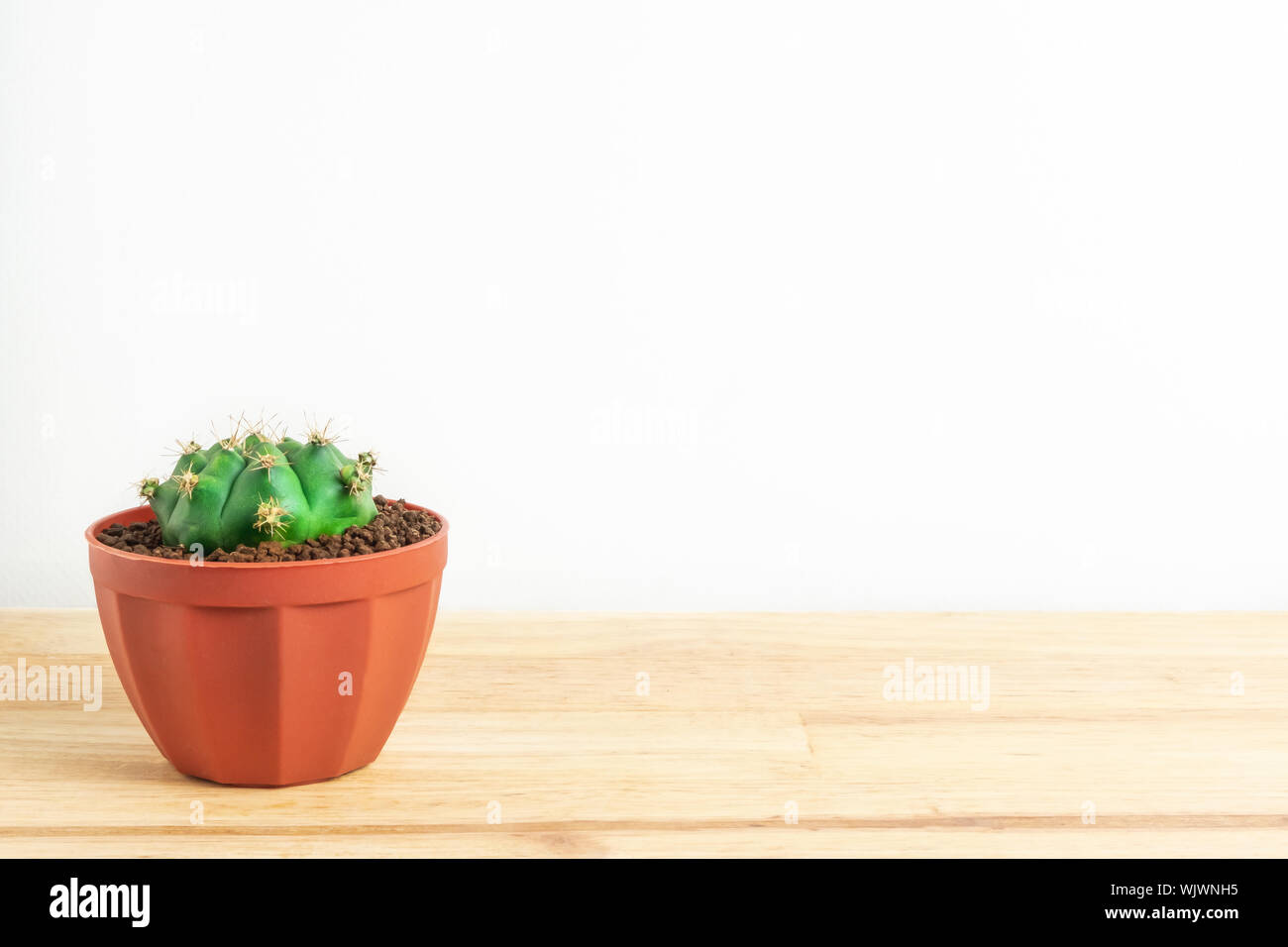 Cactus or succulents in the pot on the wooden office table and white ...