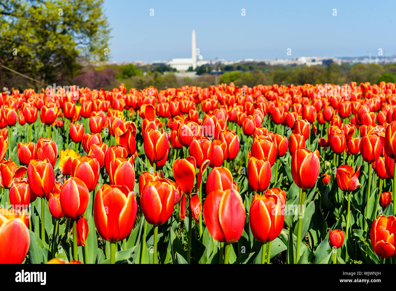 Flowers with monument hi-res stock photography and images - Alamy