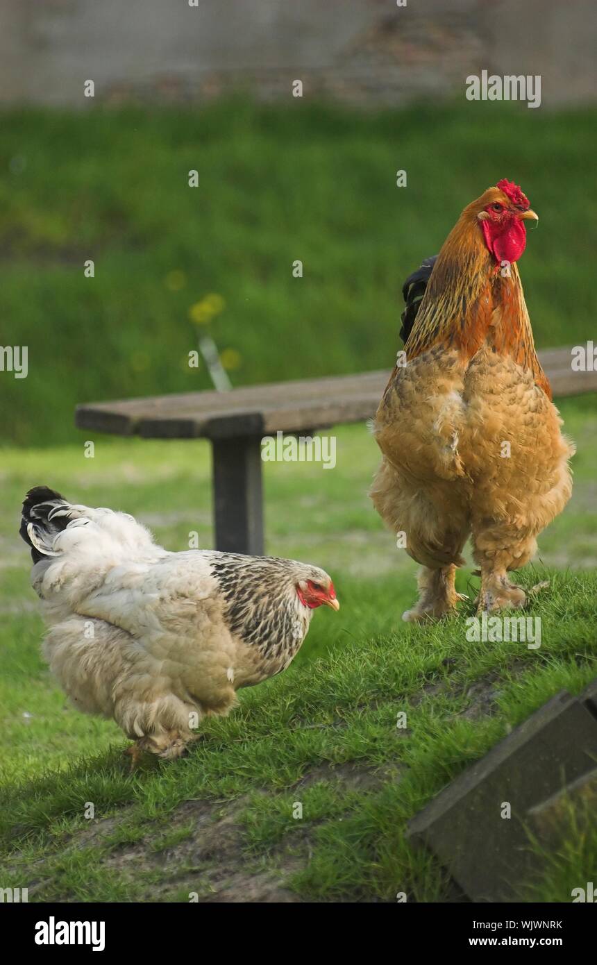 Flying Chicken Hen High Resolution Stock Photography and Images - Alamy