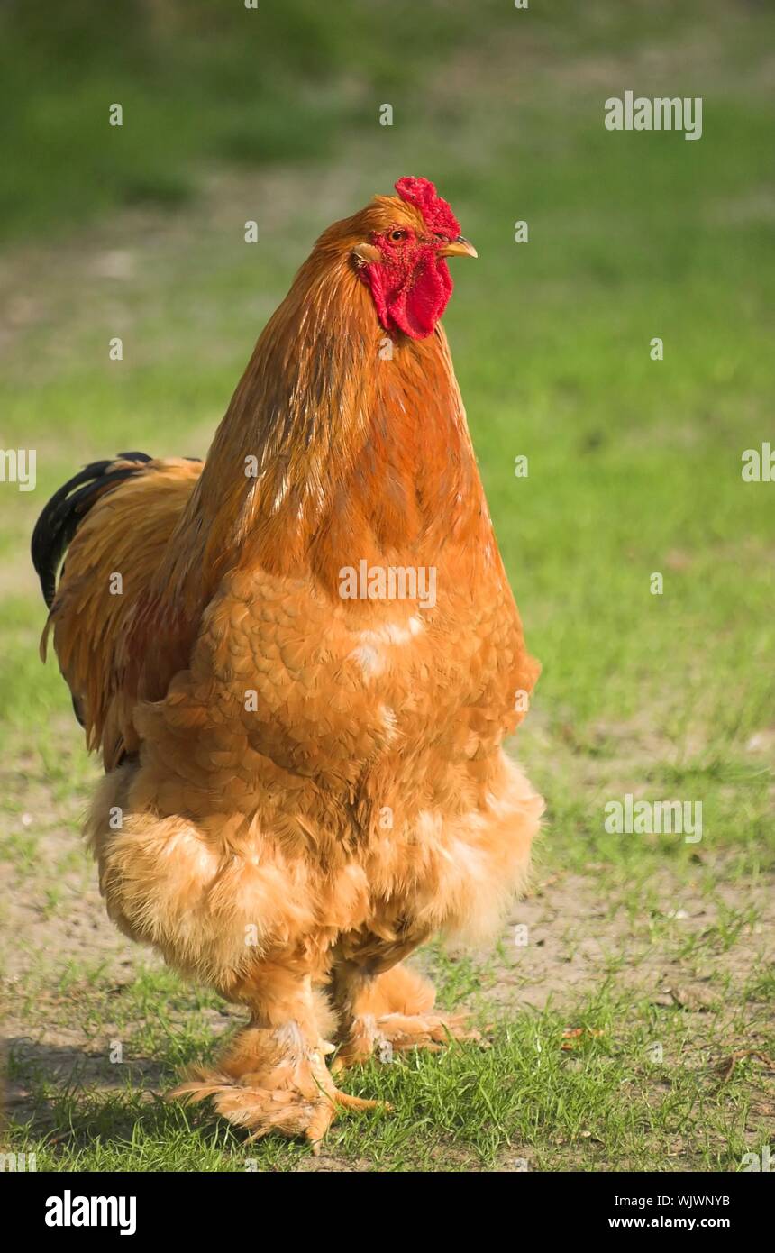 Brown rooster with legs covered with feathers Stock Photo - Alamy