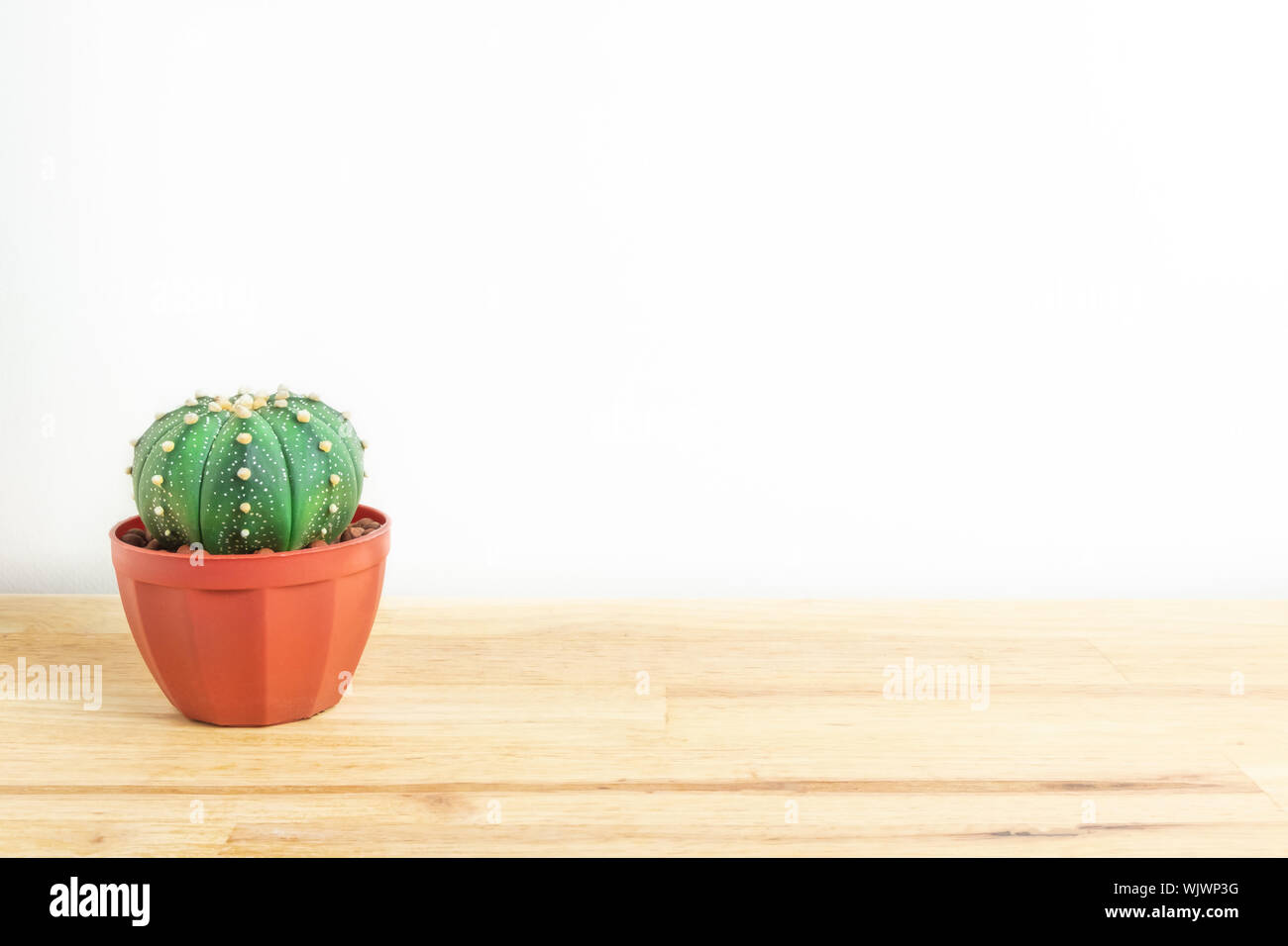 Cactus or succulents in the pot on the wooden office table and white ...