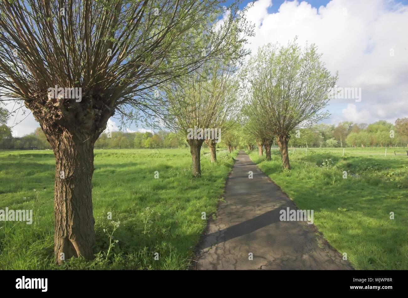 Dutch countryside in early Spring, a view of green field and willow ...