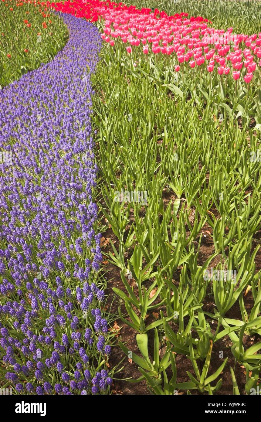 Flowery field of different kinds of flowers in Spring in the exhibition ...