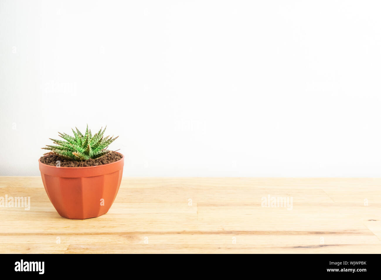Cactus or succulents in the pot on the wooden office table and white ...