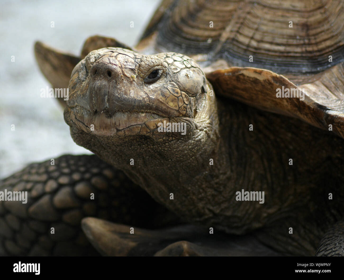 Tortoise zoo hi-res stock photography and images - Alamy